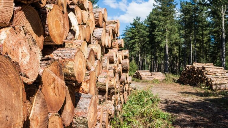 11 Best Types of Wood Used for Building Houses